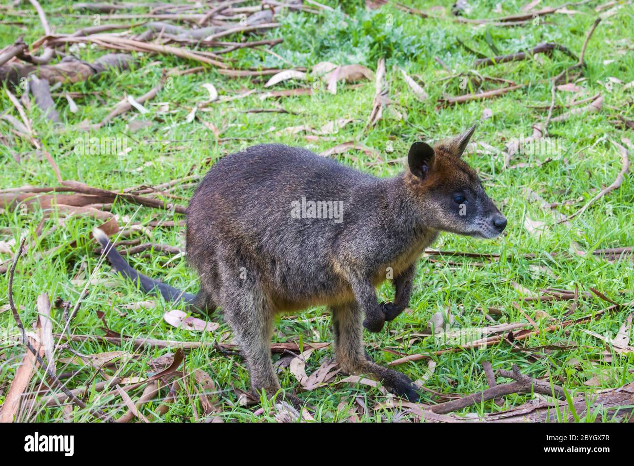 The Swamp Wallaby Wallabia Bicolor Is A Small Macropod Marsupial Of