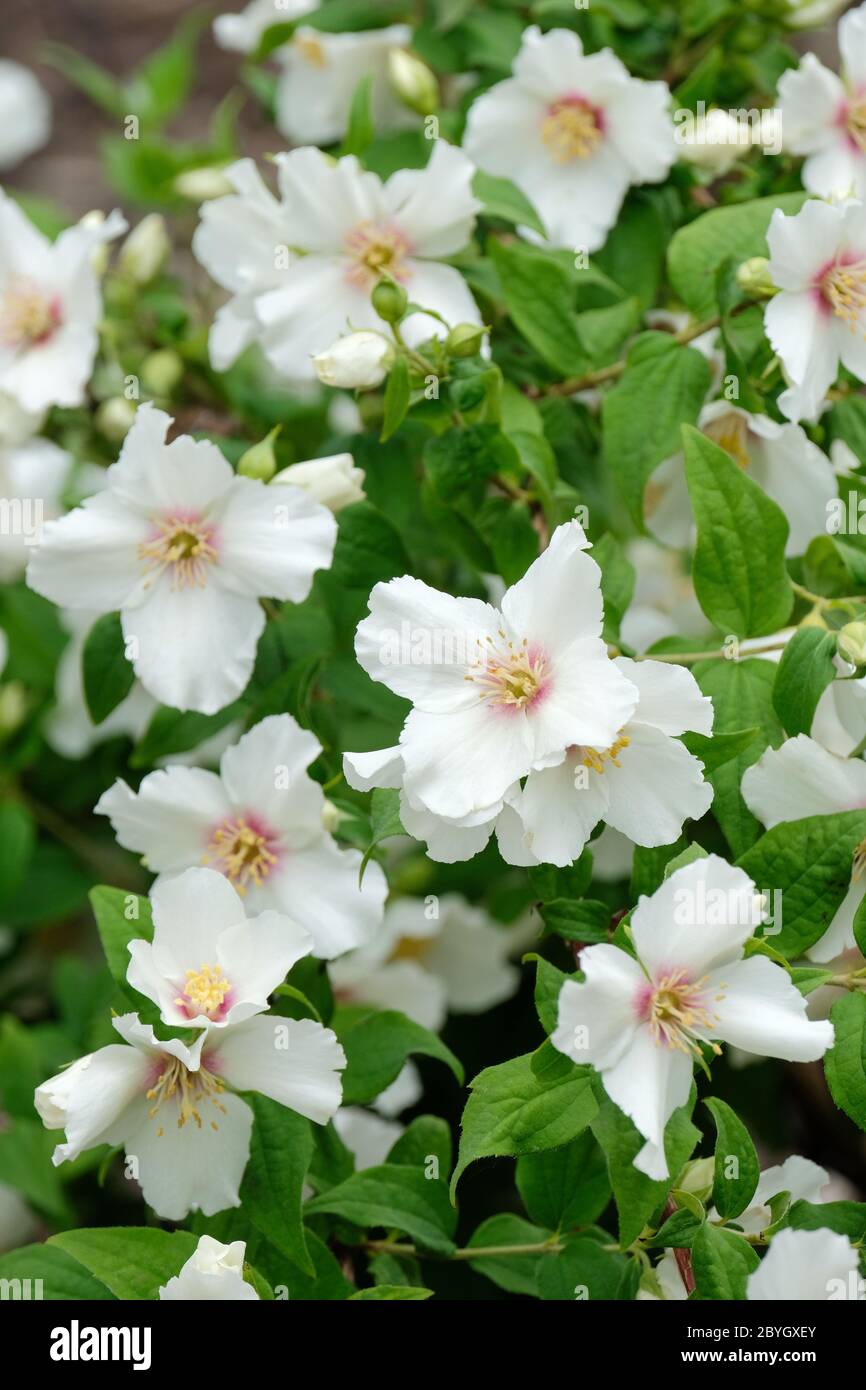Belle Etoile Mock Orange