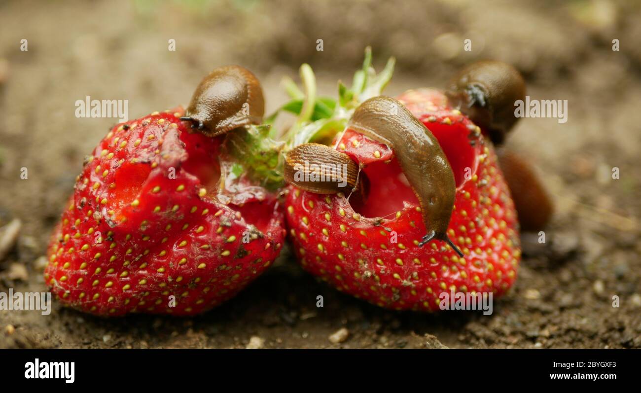Spanish slug Arion vulgaris snail parasitizes on strawberry moving in ...