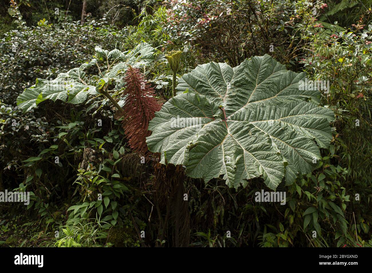 Giant Rhubarb, Gunnera insignis, Gunneraceae, Barva Volcano, Braulio ...
