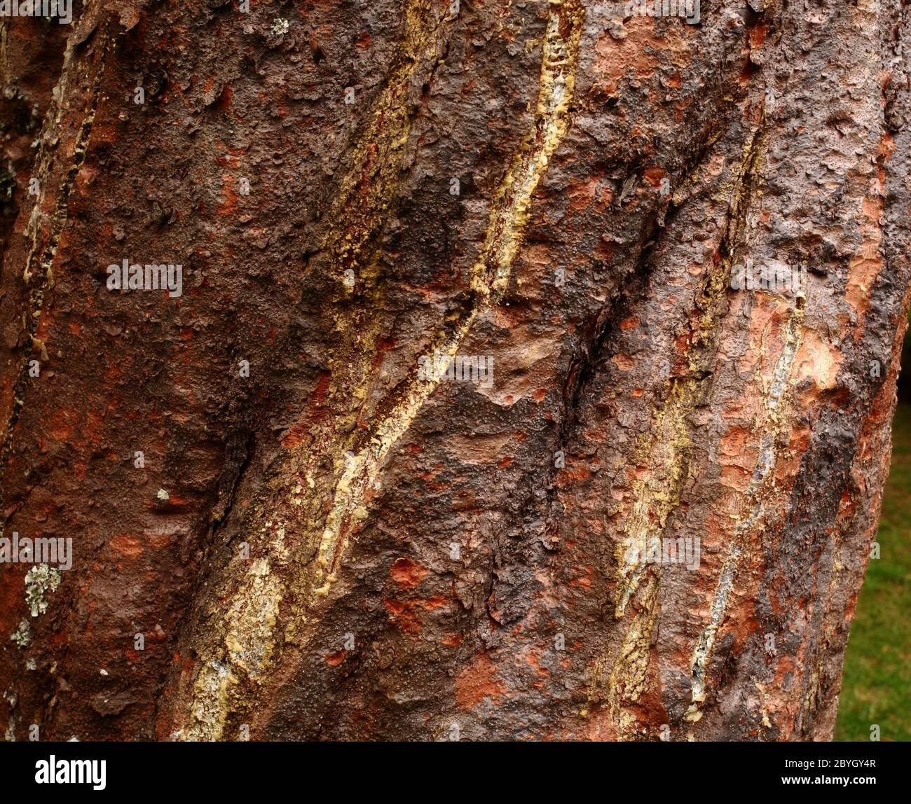 Tree trunk skin Stock Photo - Alamy