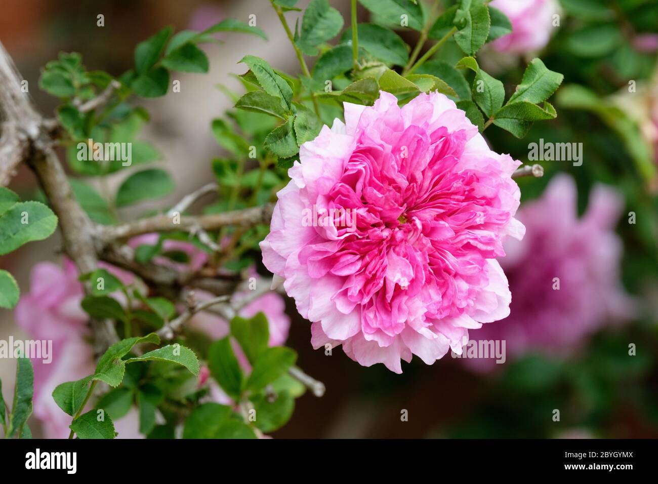 Chestnut rose rosa roxburghii hi-res stock photography and images - Alamy