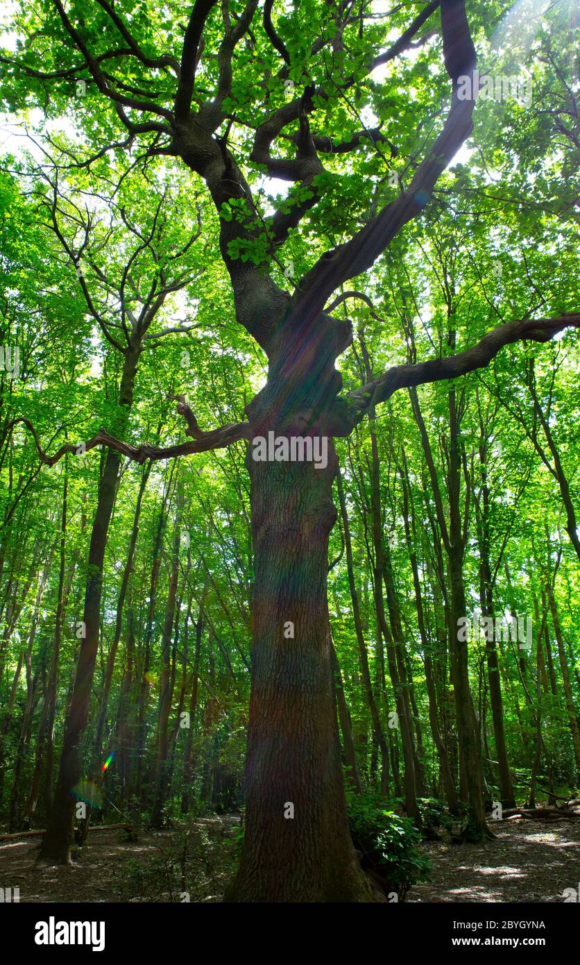 Rainbow tree hi-res stock photography and images - Alamy