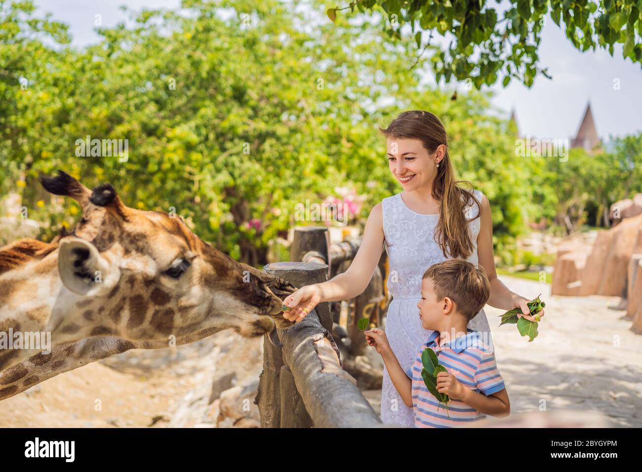 Happy mother and son watching and feeding giraffe in zoo. Happy family ...