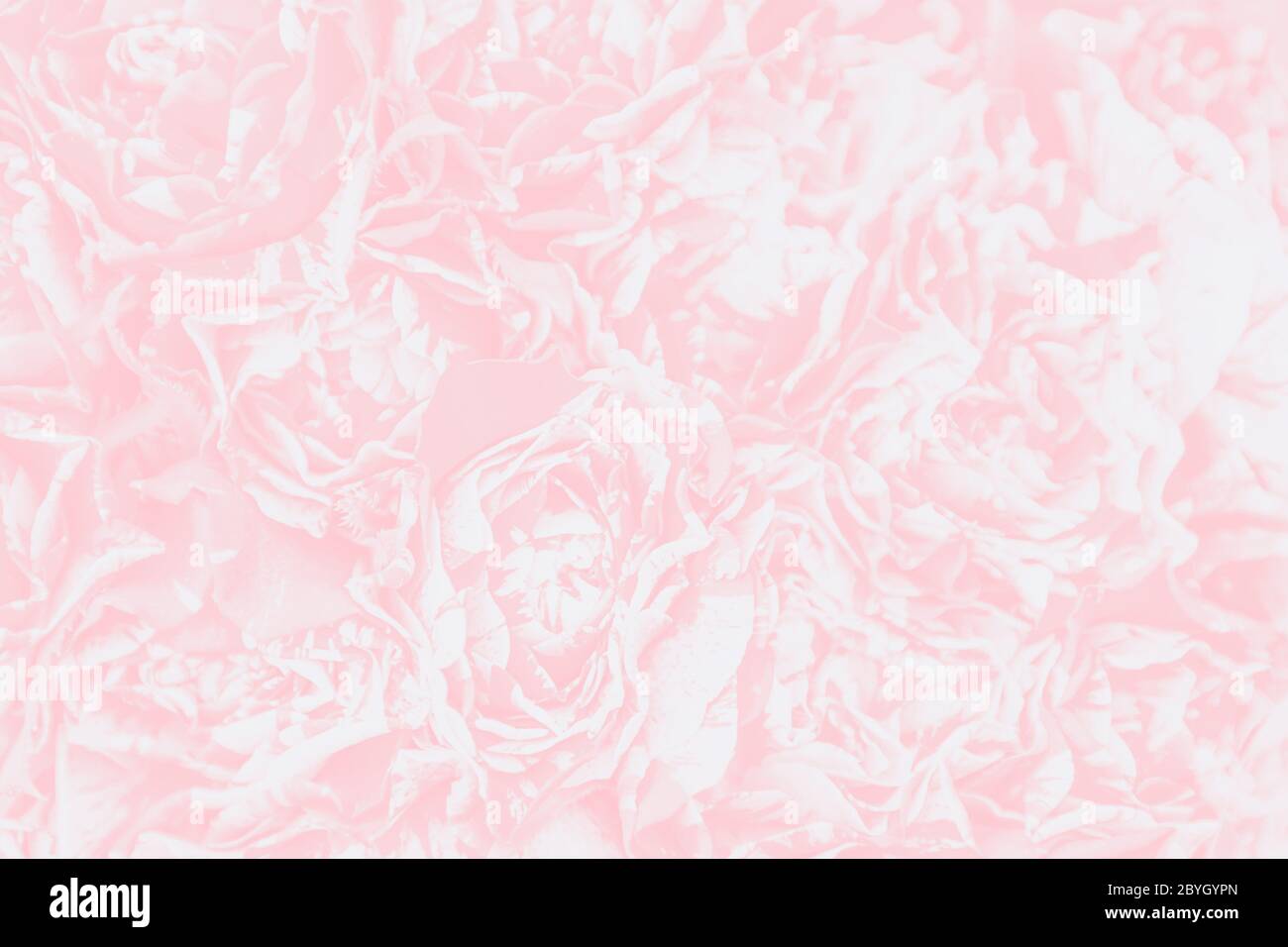 Watercolor pink rose background, floral wallpaper Stock Photo - Alamy