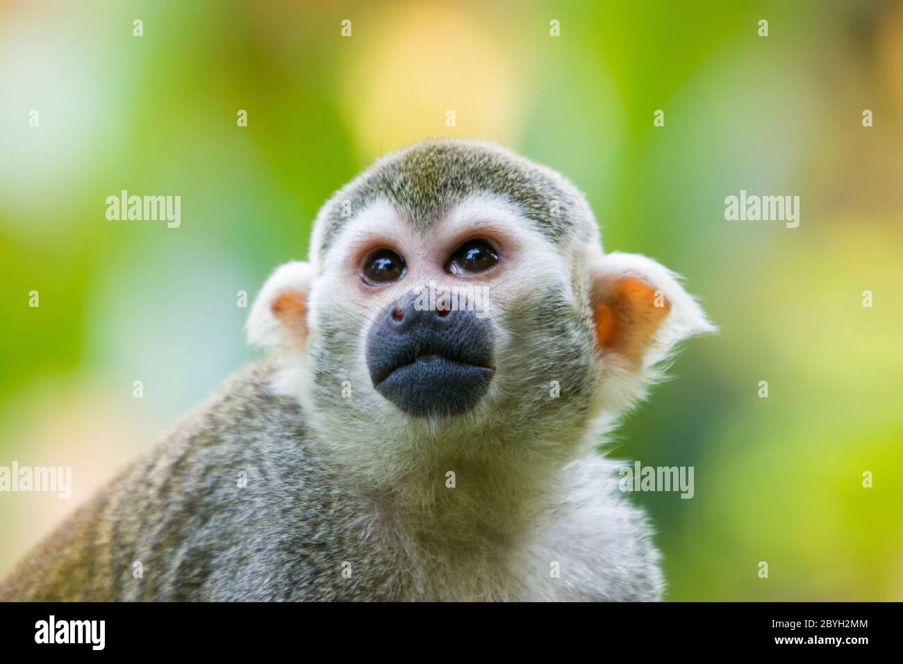 the closeup image of Common squirrel monkey (Saimiri sciureus), is a ...