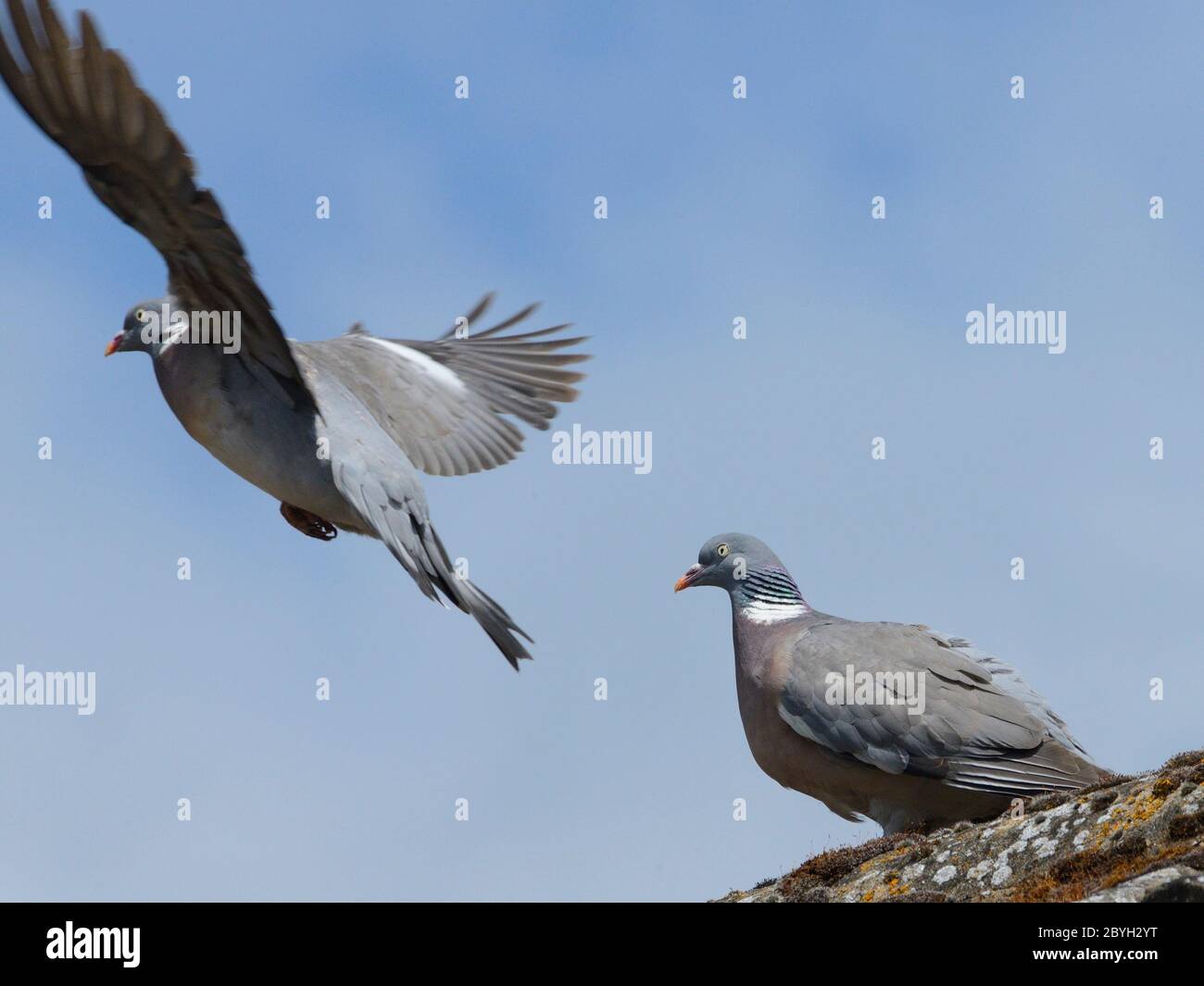 Pigeon taking off hi-res stock photography and images - Alamy