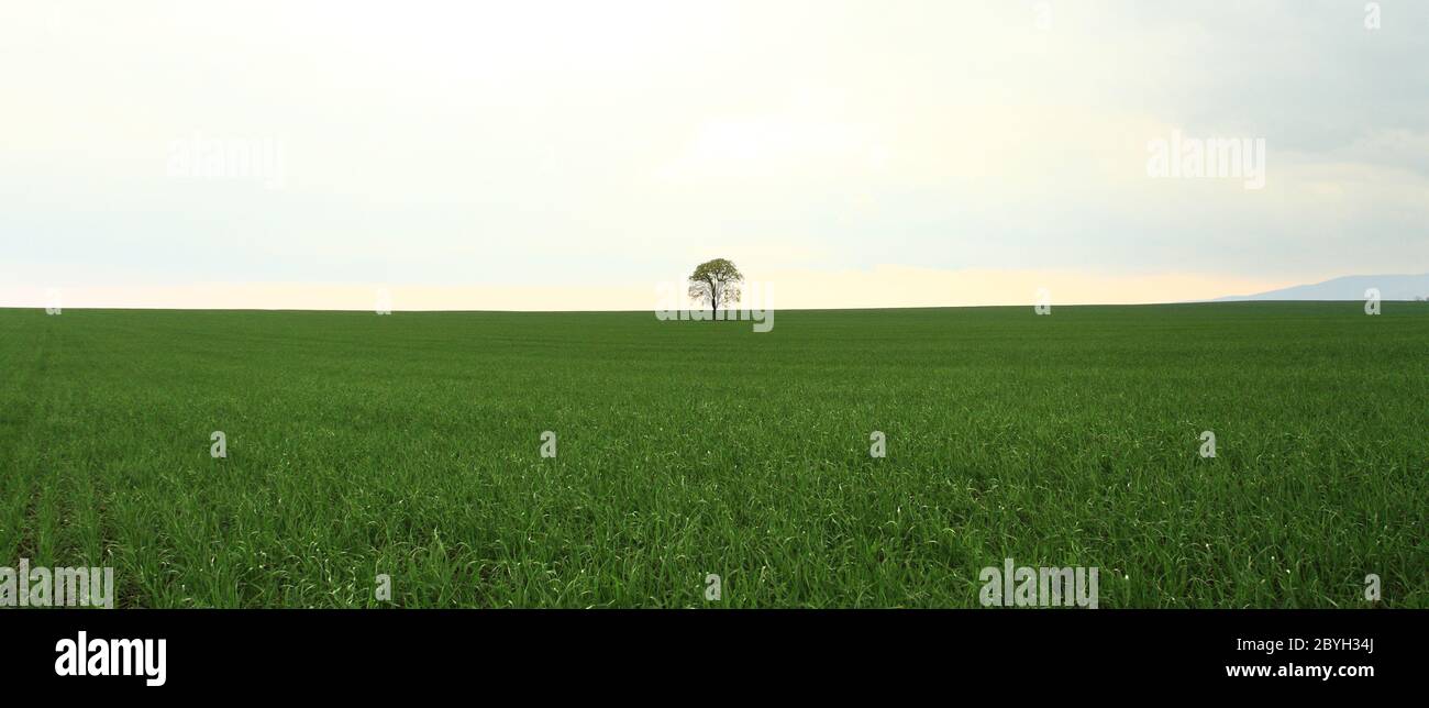 Full leaf hi-res stock photography and images - Alamy