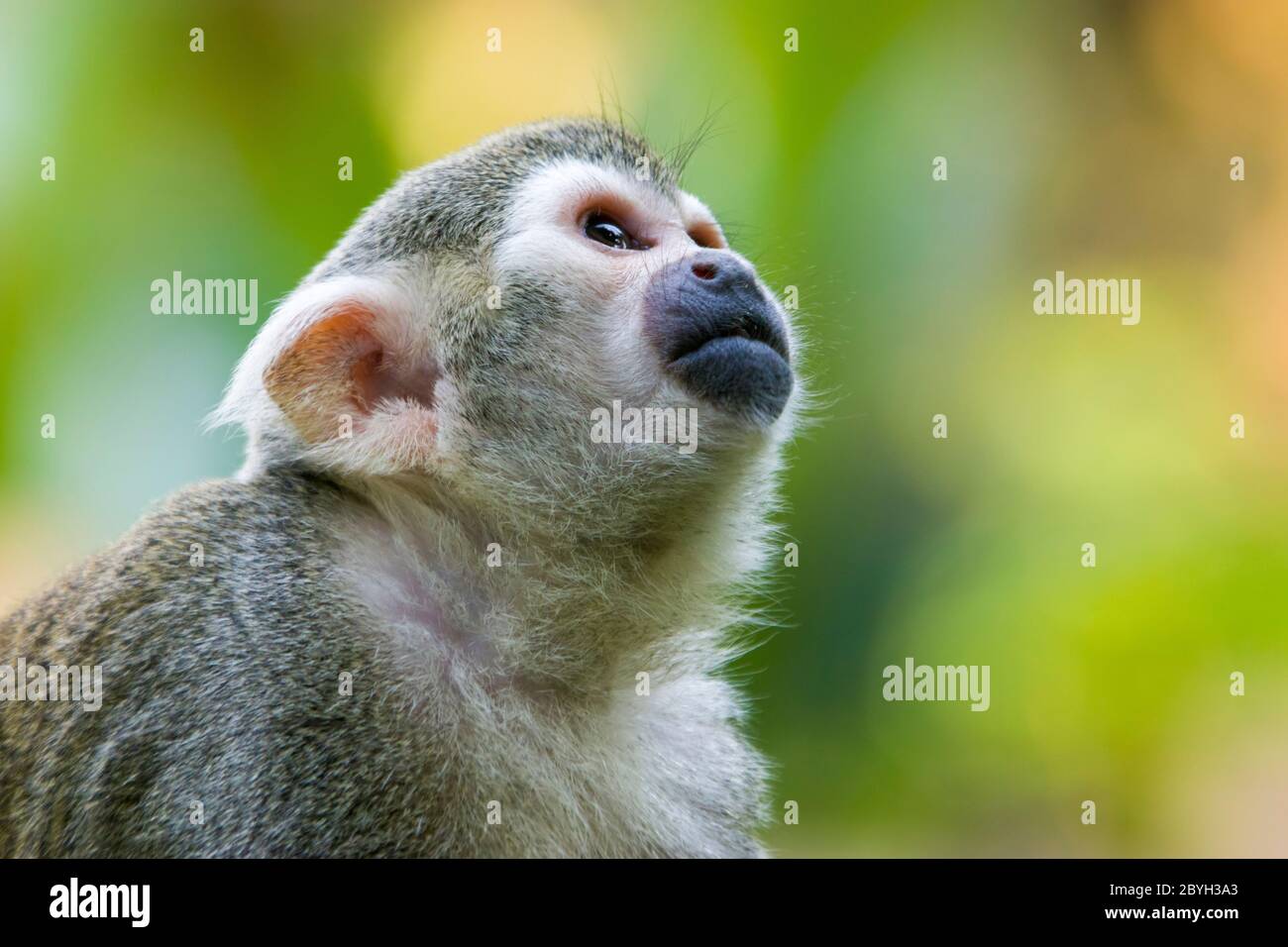 the closeup image of Common squirrel monkey (Saimiri sciureus), is a ...