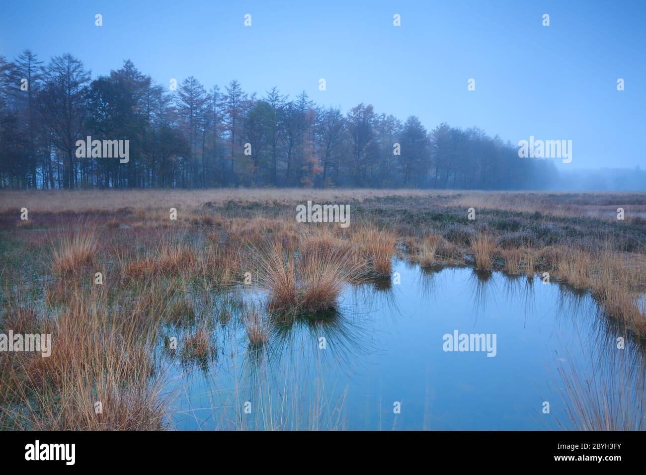 Dark sky over swamp hi-res stock photography and images - Alamy