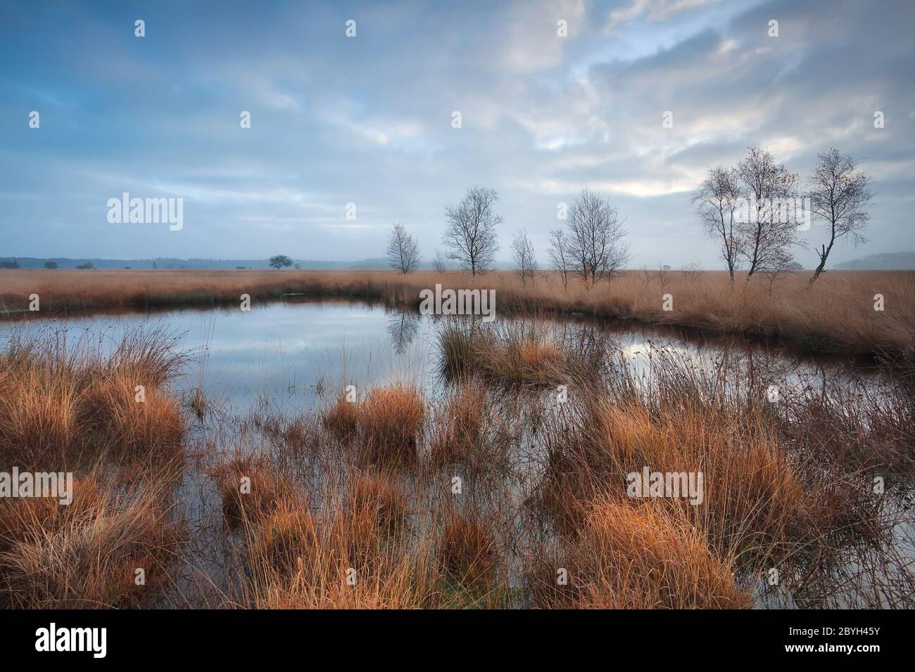 clouded morning on swamp Stock Photo - Alamy