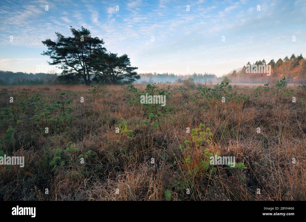marsh with small pine trees in misty autumn mornin Stock Photo - Alamy