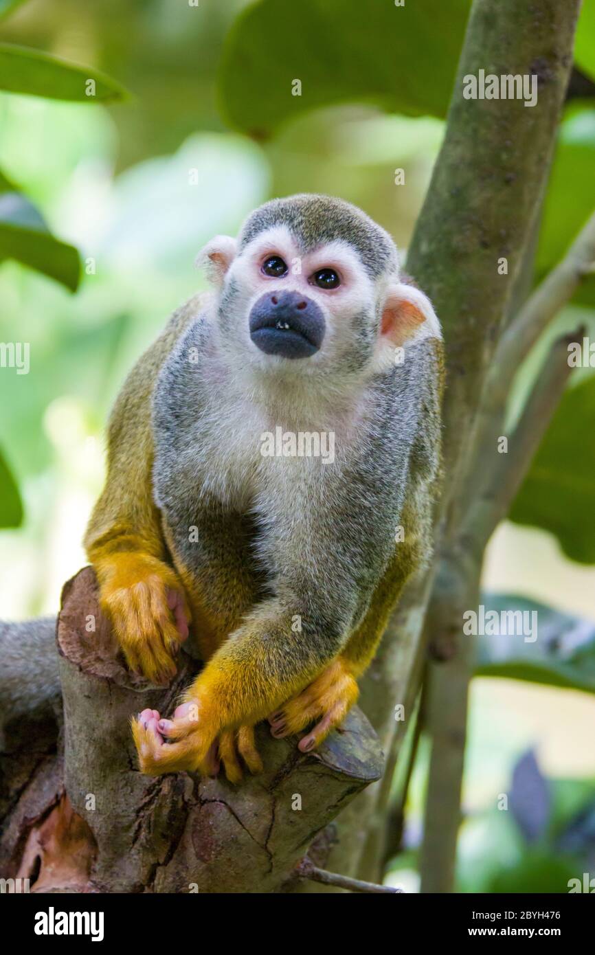 the closeup image of Common squirrel monkey (Saimiri sciureus), is a ...