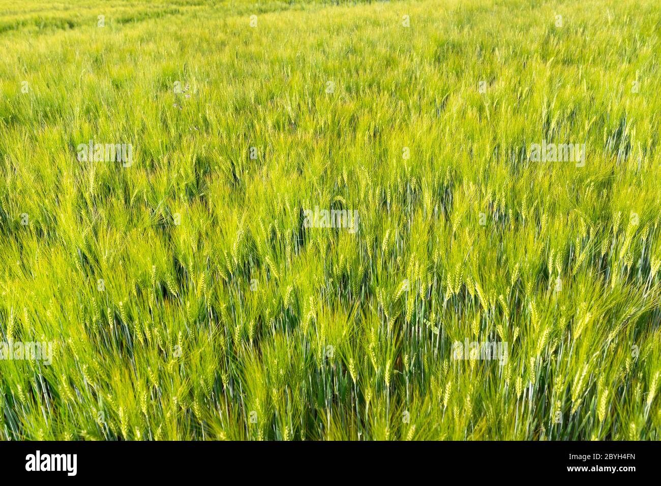 Background made of ripening rye fields on a spring day in the sunshine ...
