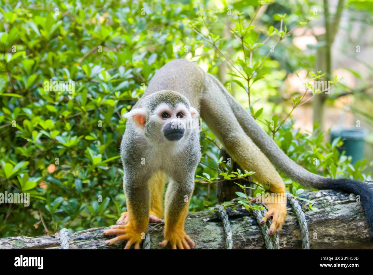 the closeup image of Common squirrel monkey (Saimiri sciureus), is a species of squirrel monkey ...