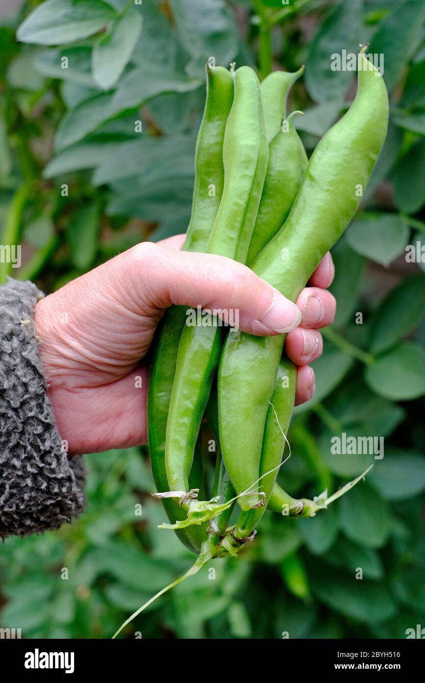 Hand holding broad beans broad bean hi-res stock photography and images ...