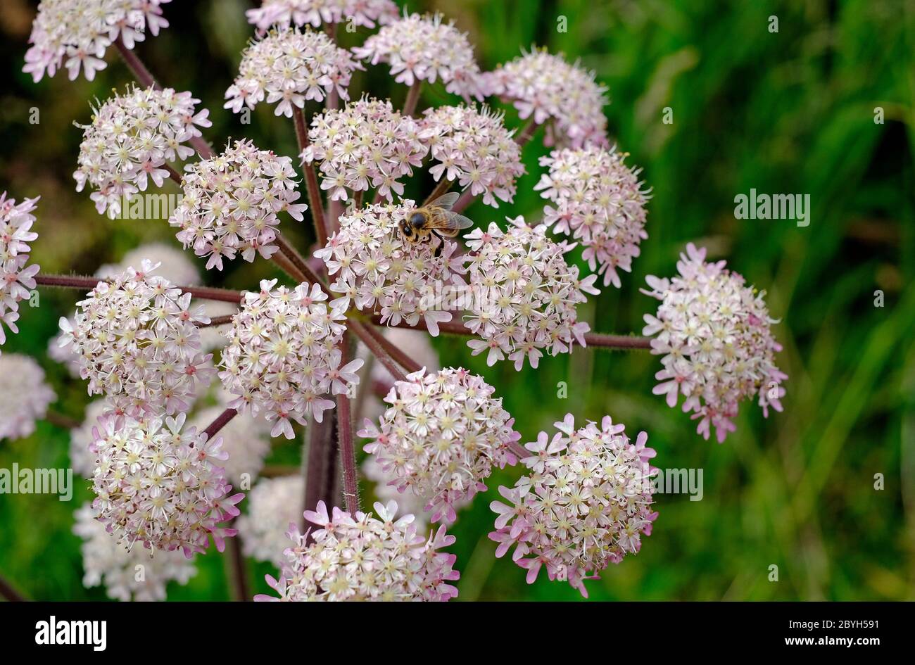 Heracleum flowers hi-res stock photography and images - Alamy