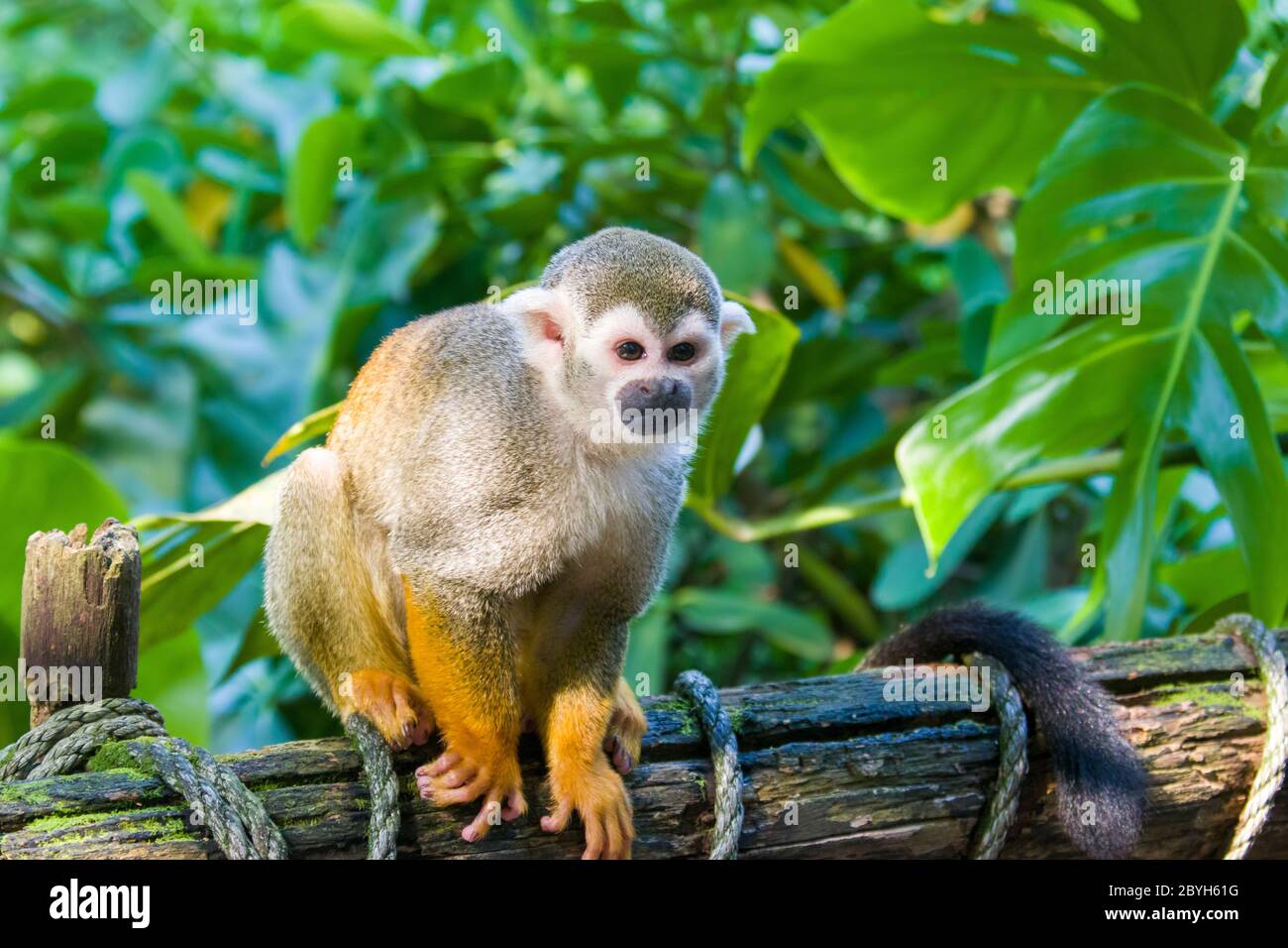 the closeup image of Common squirrel monkey (Saimiri sciureus), is a species of squirrel monkey ...