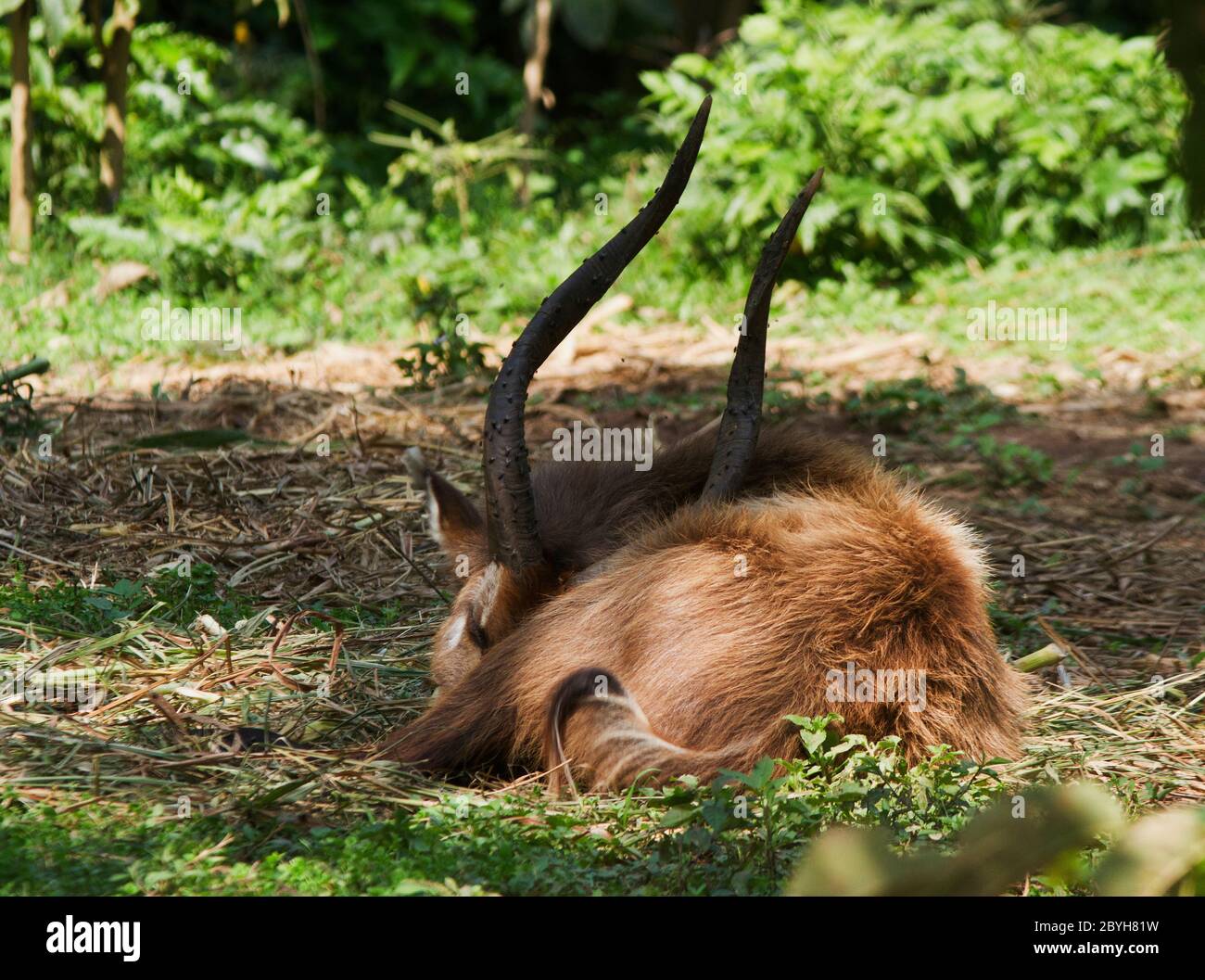The Sitatunga is a highly specialised swamp living antelope. Here a ...