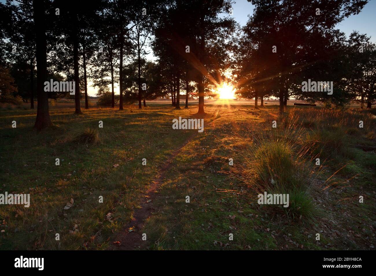 sunset beams in the forest Stock Photo - Alamy