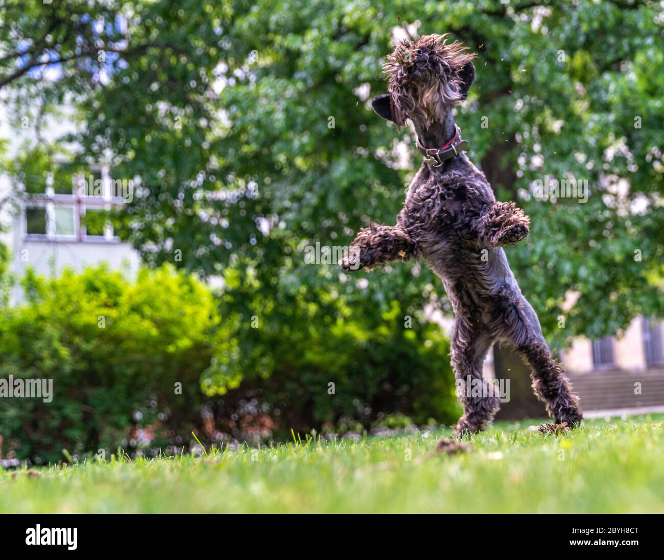 Dog pine cone hi-res stock photography and images - Alamy