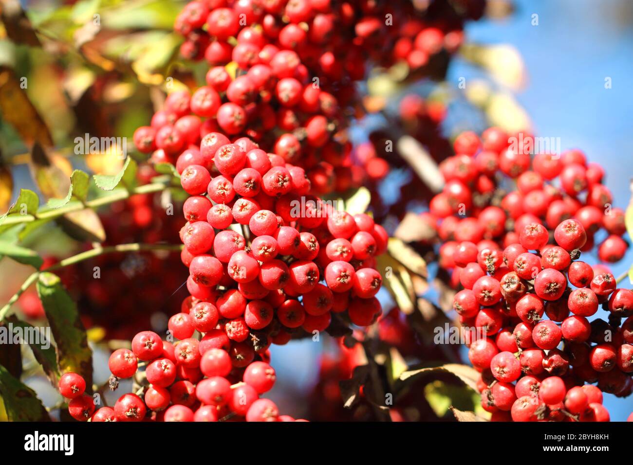 Red Ash High Resolution Stock Photography and Images - Alamy
