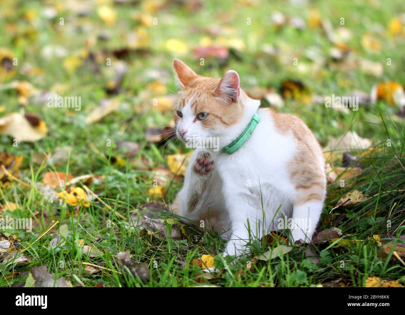 Kitten running in grass hi-res stock photography and images - Alamy
