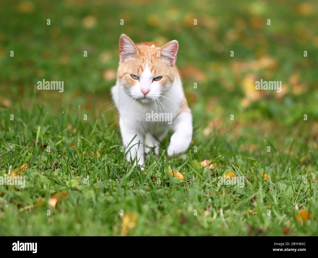 Ginger red baby cat hi-res stock photography and images - Alamy