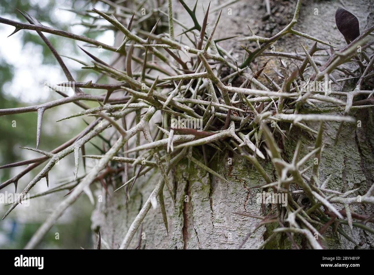 Honey Locust Tree Thorns
