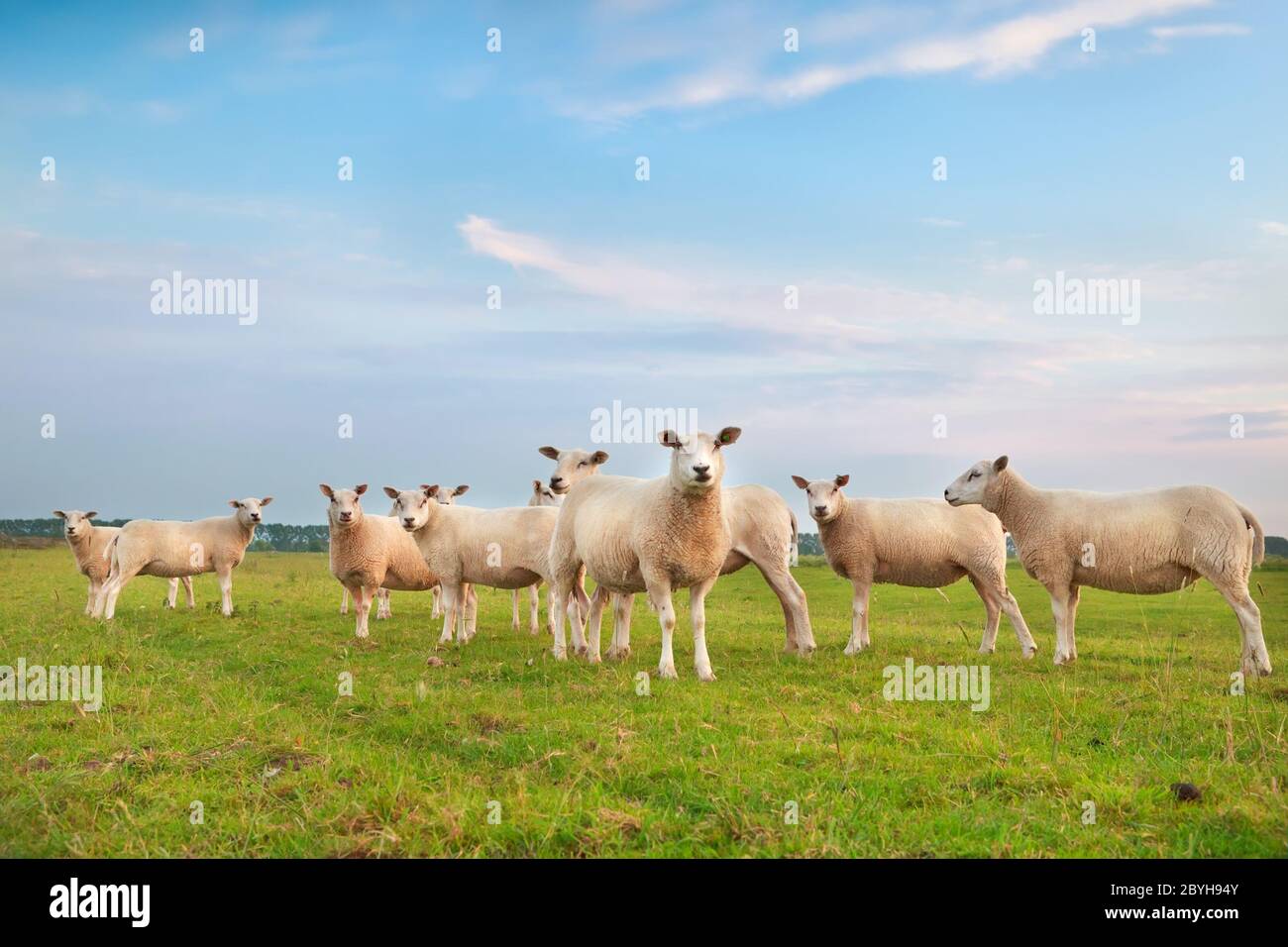 Sheep green pasture hi-res stock photography and images - Alamy