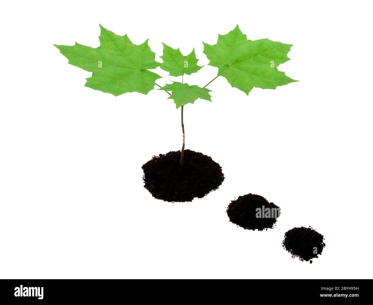 Small maple tree Cut Out Stock Images & Pictures - Alamy