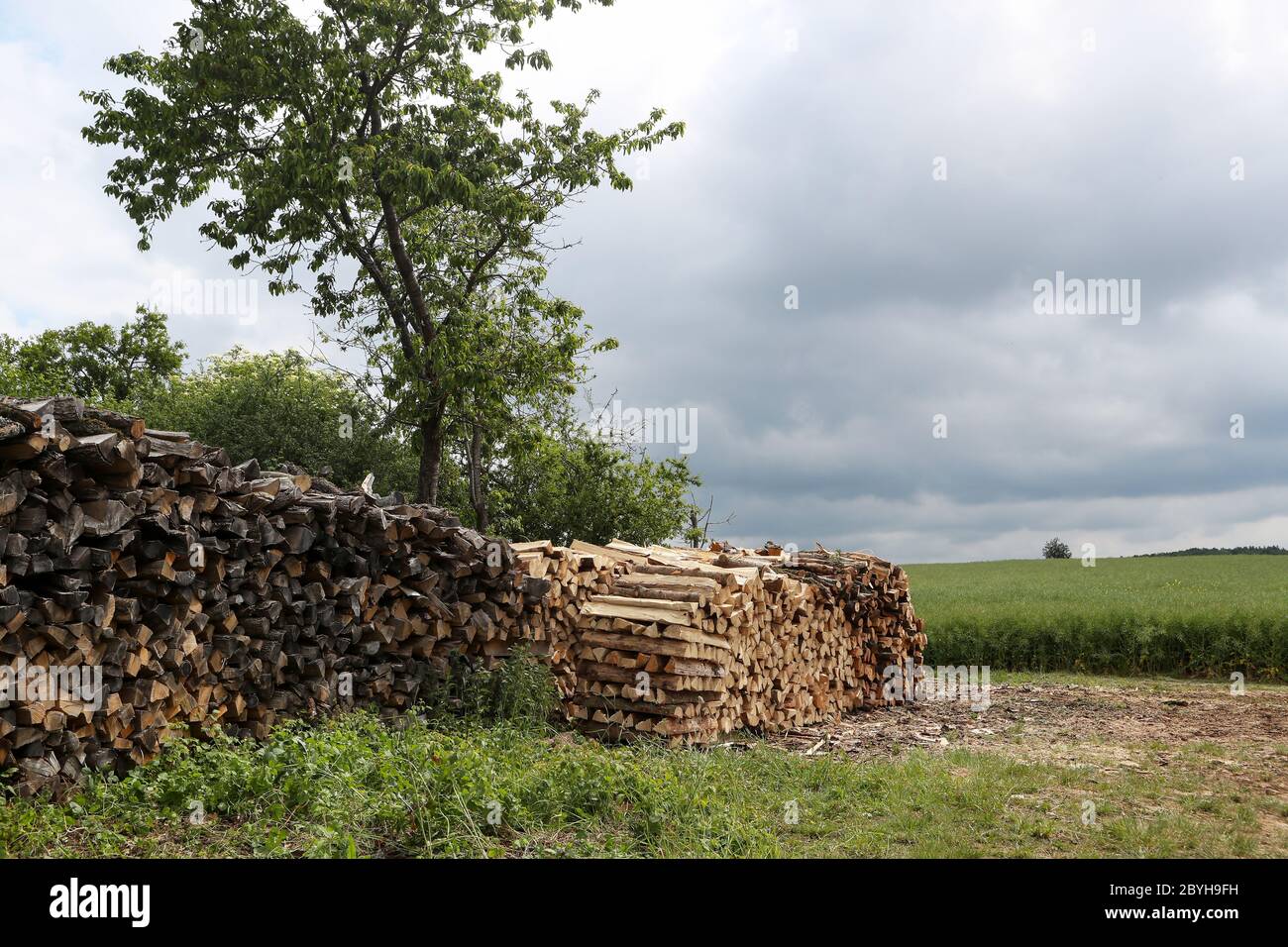Stacking Firewood To Dry High Resolution Stock Photography and Images ...
