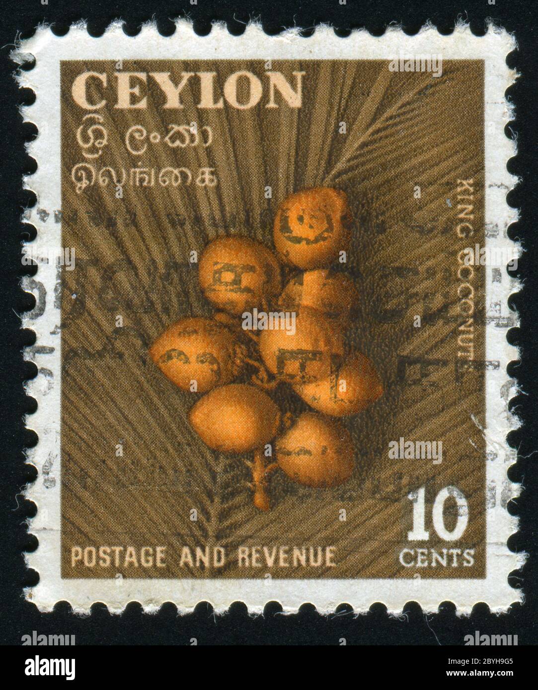 CEYLON - CIRCA 1954: Coconut palm tree with nuts, circa 1954 Stock ...