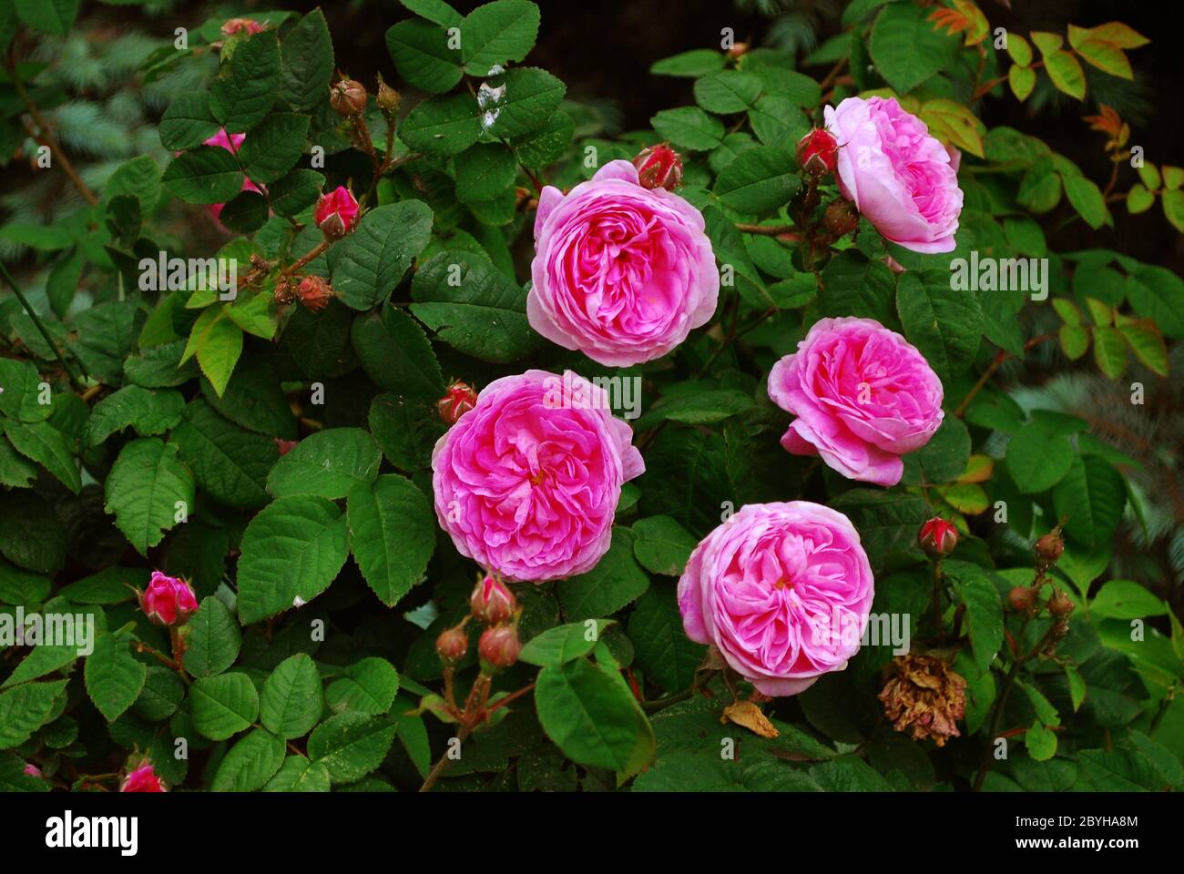 Bush with large pink roses close-up Stock Photo - Alamy