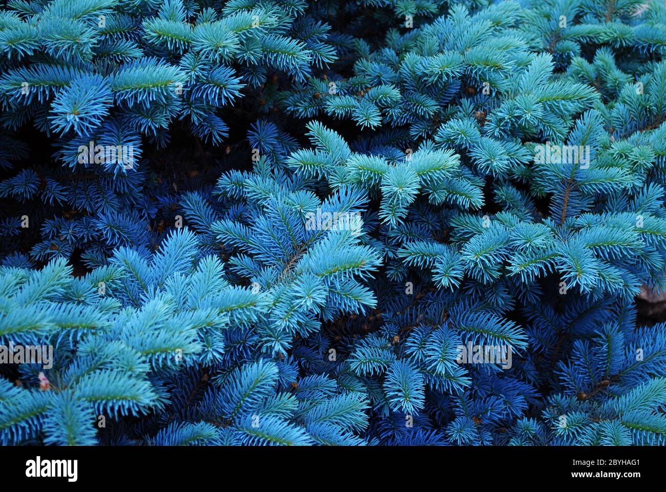 Blue spruce branches texture close-up Stock Photo - Alamy