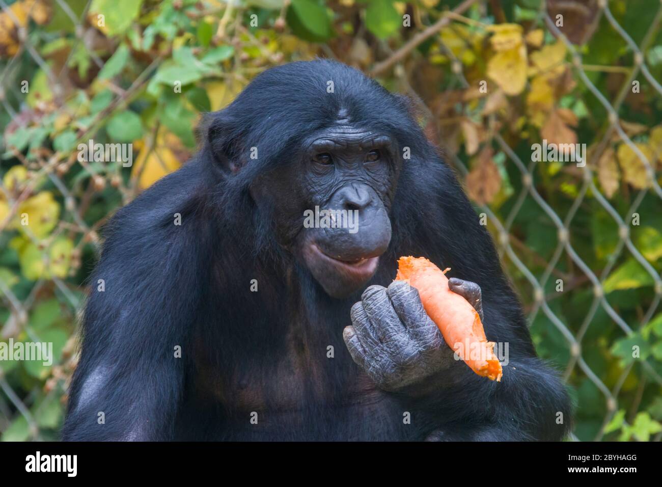a Bonobo is eating fruit. An endangered great ape and one of the two ...