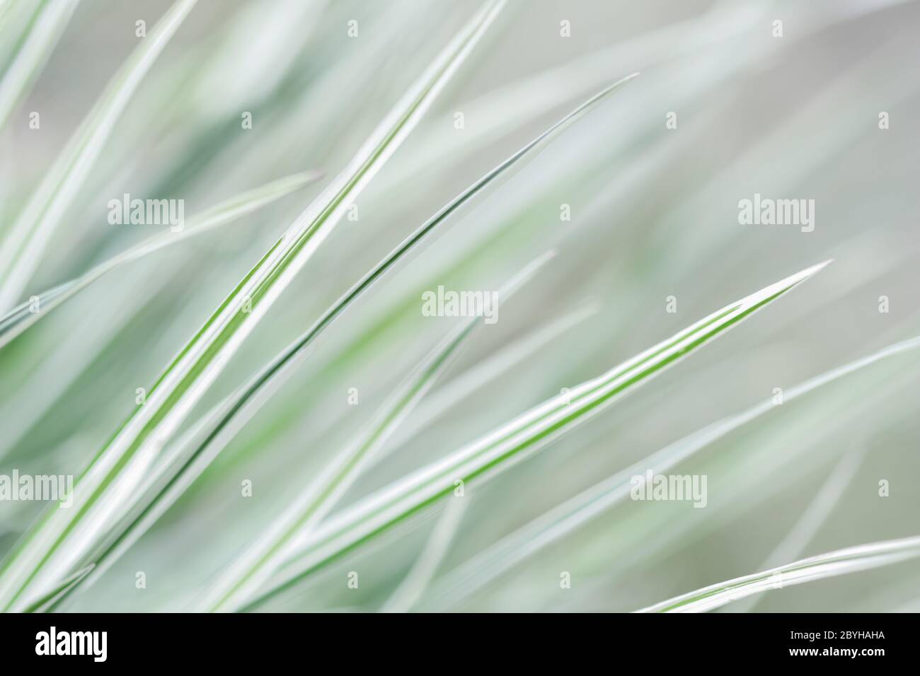 Decorative green and white striped grass. Arrhenatherum elatius ...