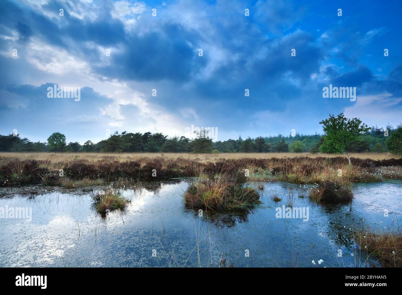 blue cloudscape over wild swamp Stock Photo - Alamy