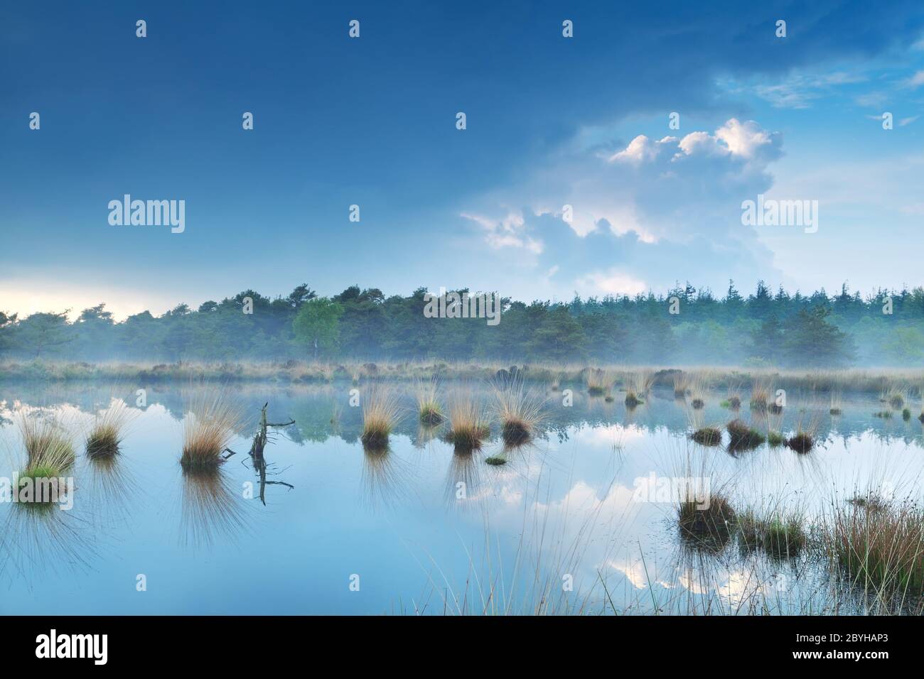 fog over swamp by forest Stock Photo - Alamy