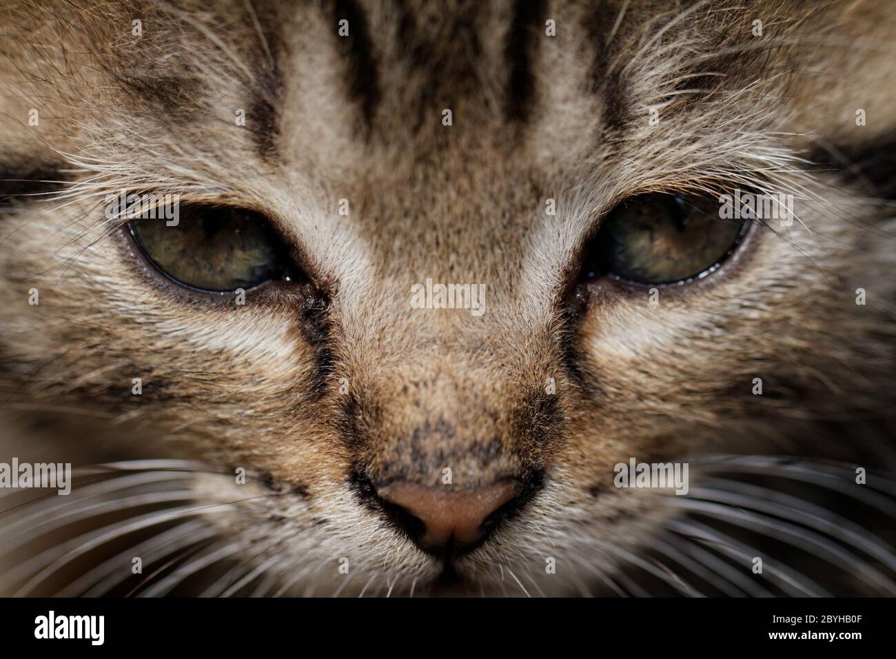 Close-up portrait of tabby house cat - macro Stock Photo - Alamy