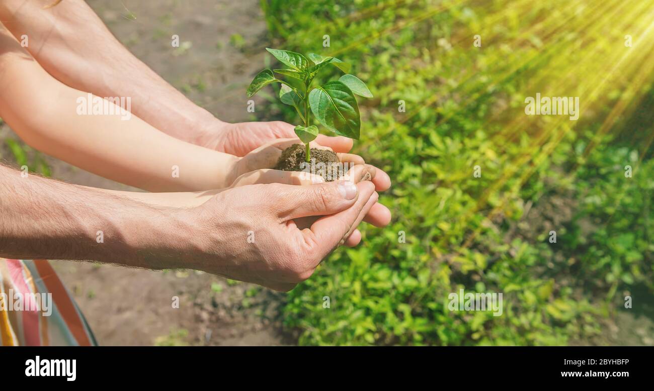 A child with his father plant a nursery garden. Selective focus. people ...