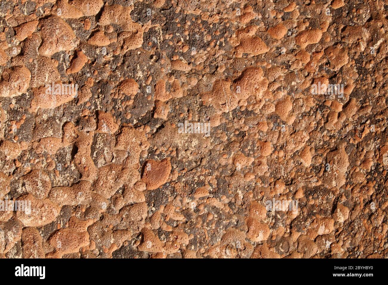 Tree trunk skin Stock Photo - Alamy