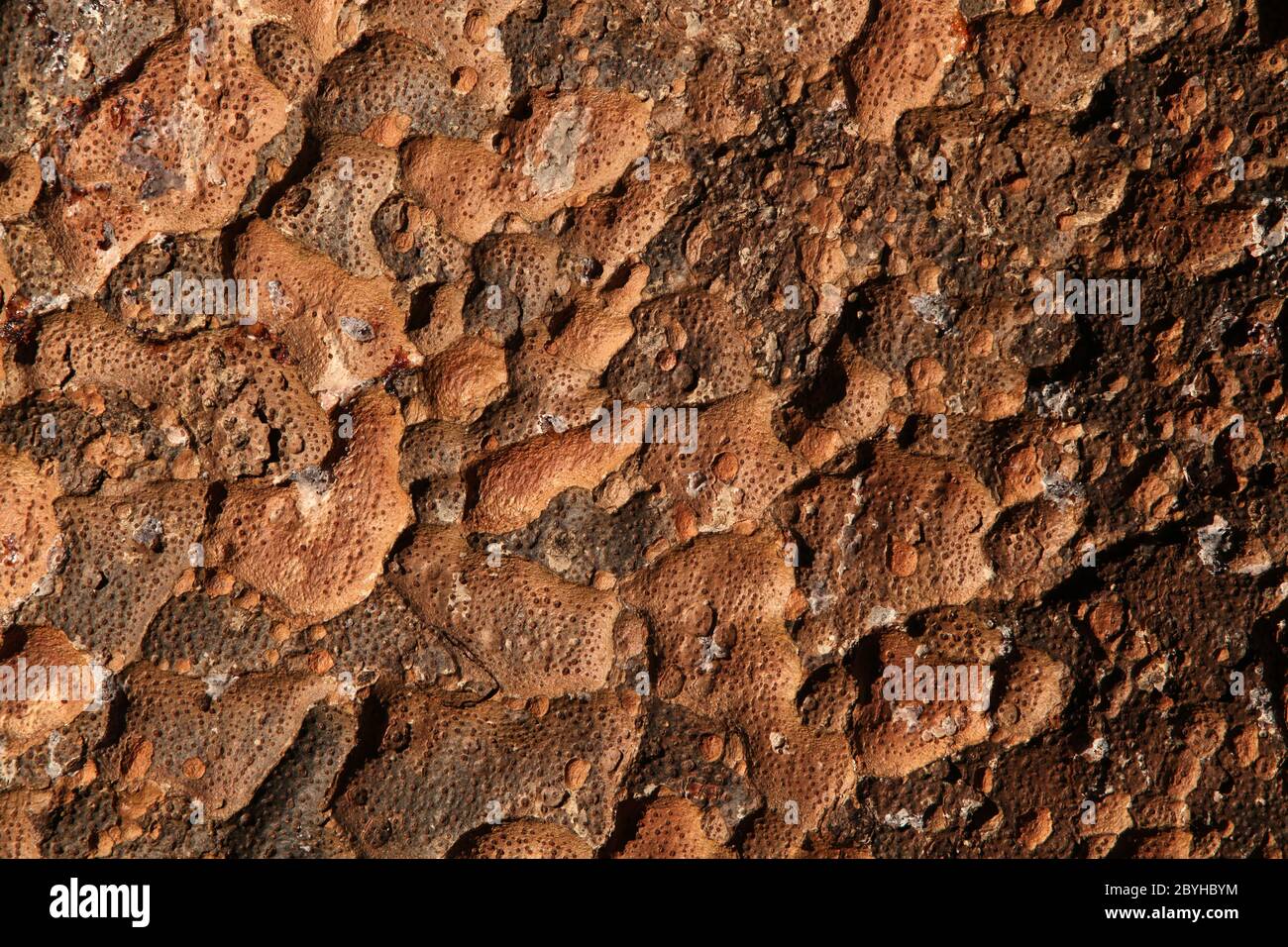 Tree trunk skin Stock Photo - Alamy