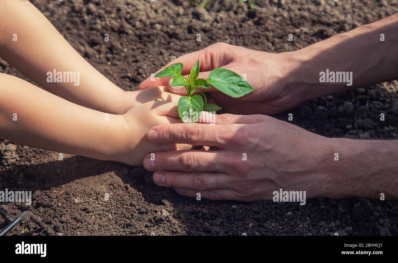 A child with his father plant a nursery garden. Selective focus. people ...