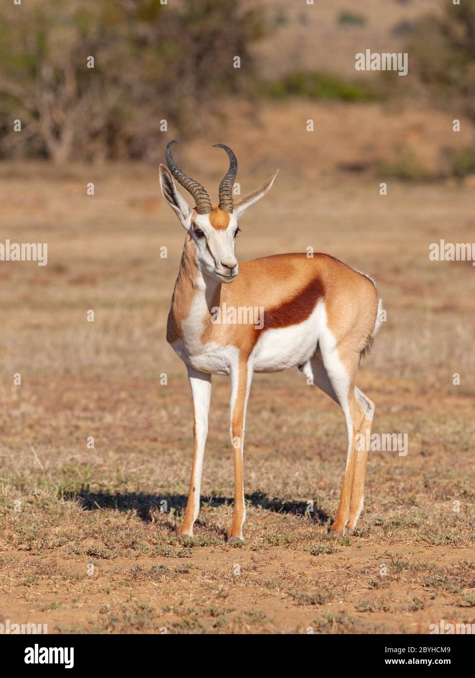 Springbok ram hi-res stock photography and images - Alamy