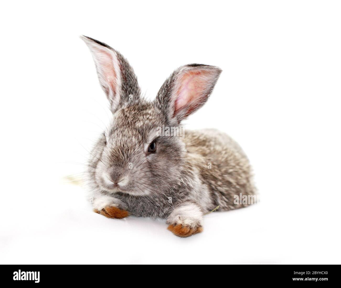 Cute gray rabbit isolated on white background Stock Photo - Alamy