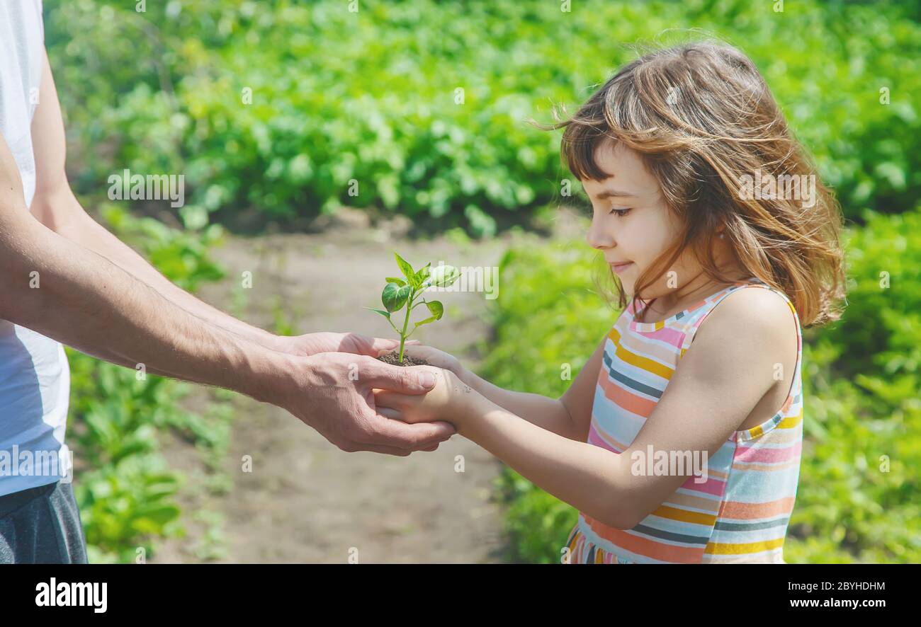 A child with his father plant a nursery garden. Selective focus. people ...