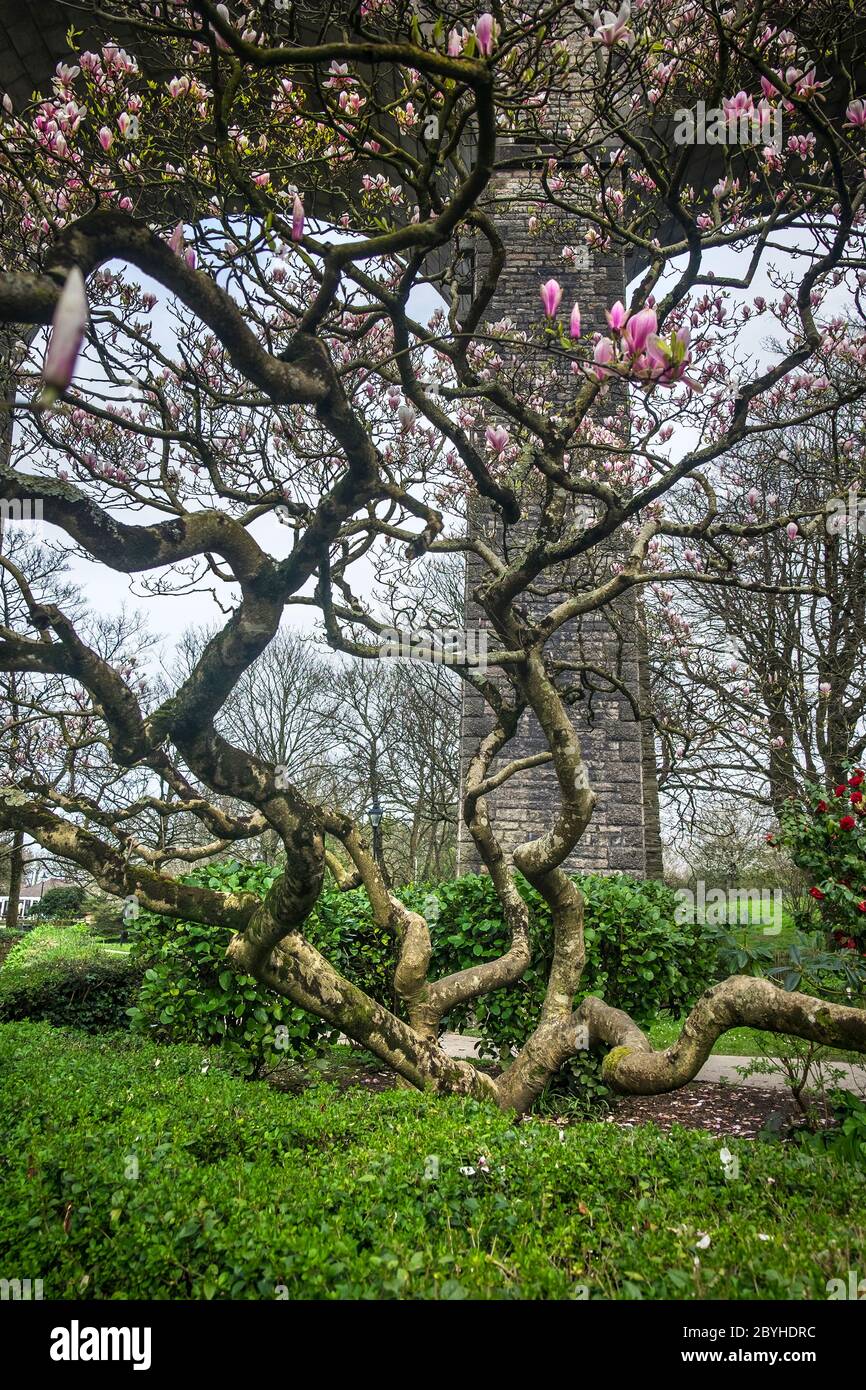 Gnarled branches hi-res stock photography and images - Alamy