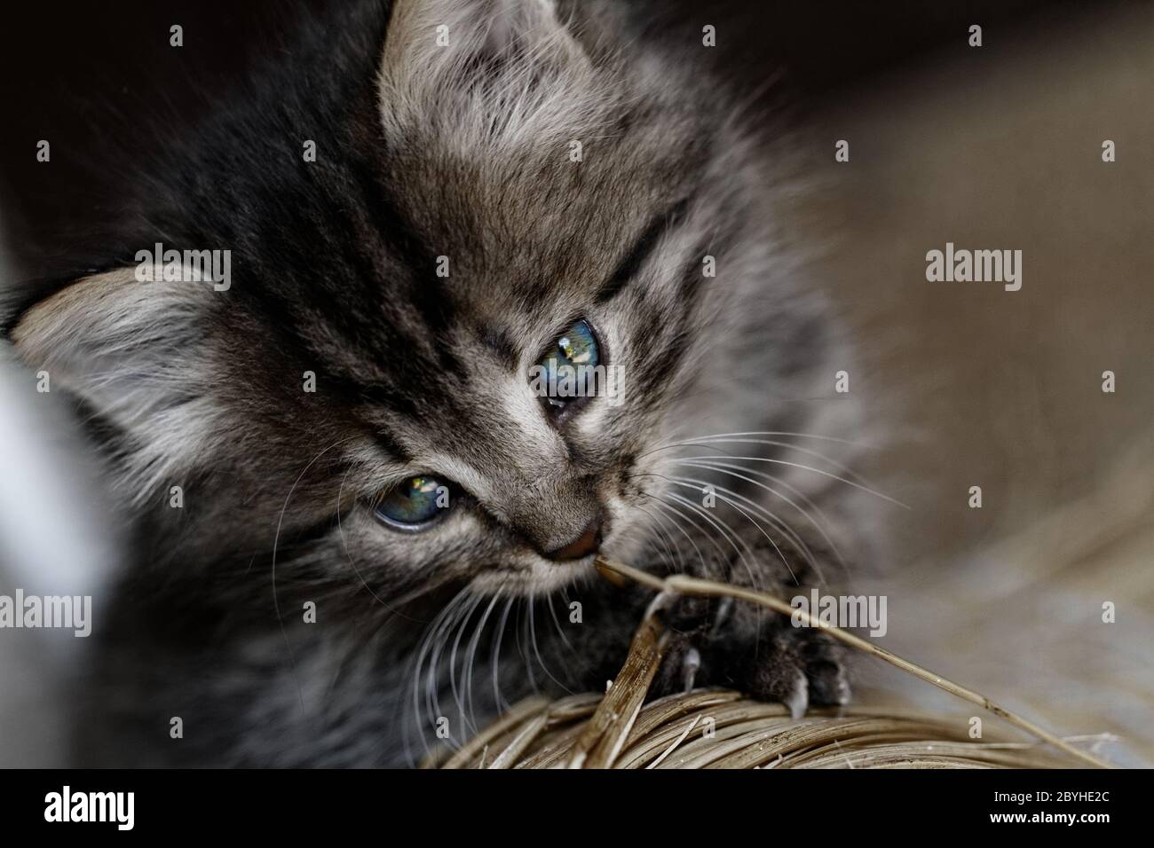 Close-up portrait of tabby house cat Stock Photo - Alamy