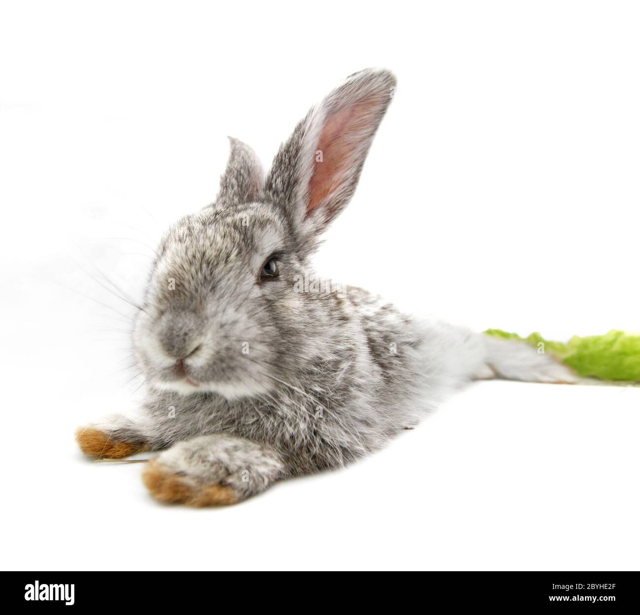 Cute gray rabbit isolated on white background Stock Photo - Alamy